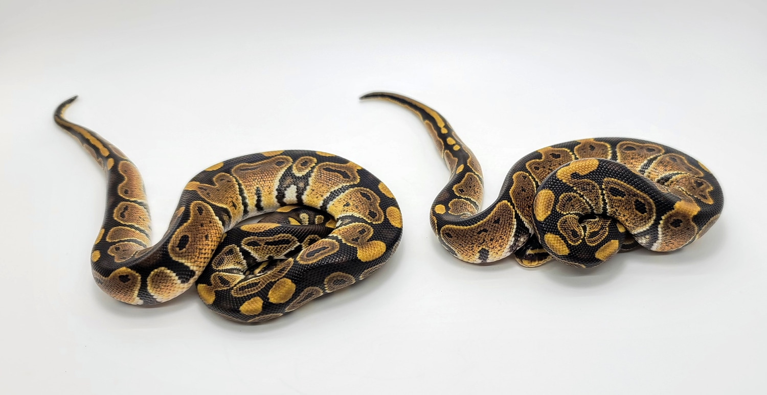 Pair Double Het Snow VPI Axanthic Albino Or Candy Ball Python by Steve ...