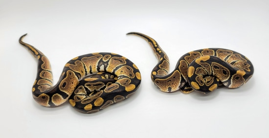 Pair Double Het Snow VPI Axanthic Albino Or Candy Ball Python by Steve ...