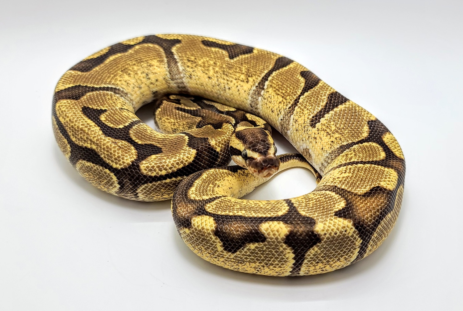 Fire Enchi Ball Python by Steve's Morphs - MorphMarket