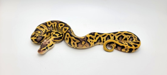 Pastel Leopard Crypton Het Clown Het Cryptic Ball Python by Steve's Morphs