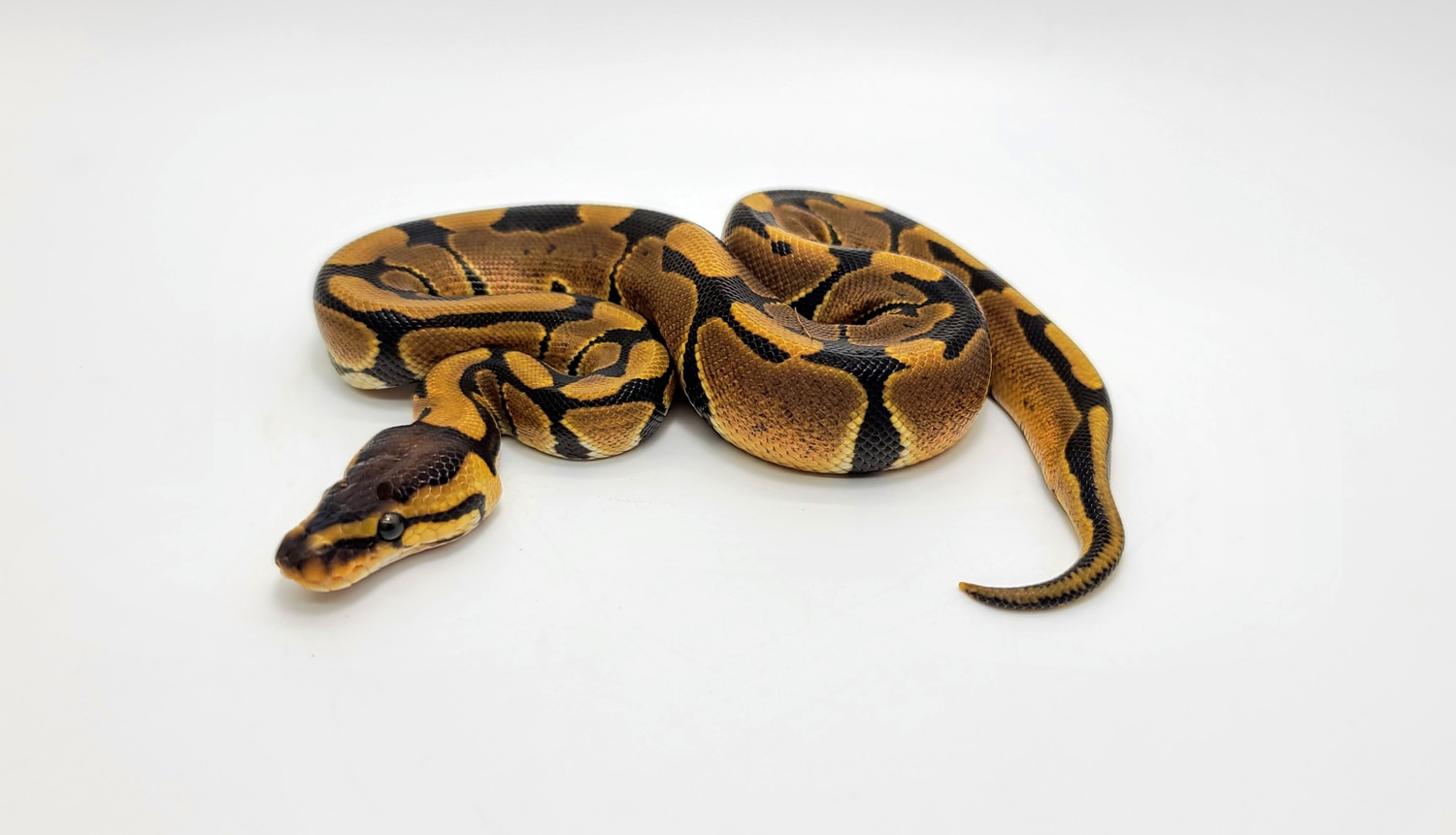 Crypton Het Clown Het Cryptic Ball Python by Steve's Morphs - MorphMarket