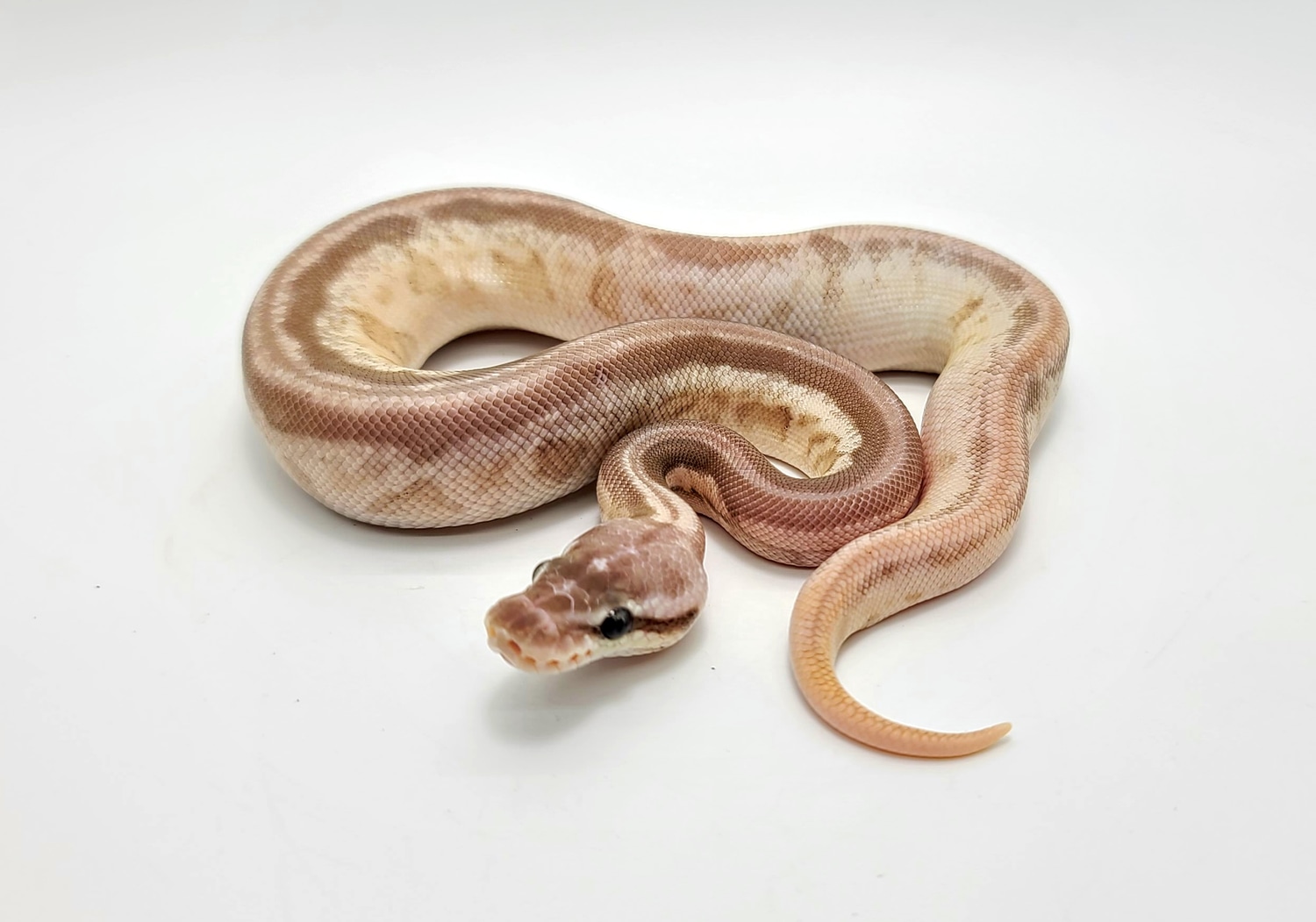 Pastel Leopard Cinnamon Mojave Mahogany Ball Python by Steve's Morphs ...