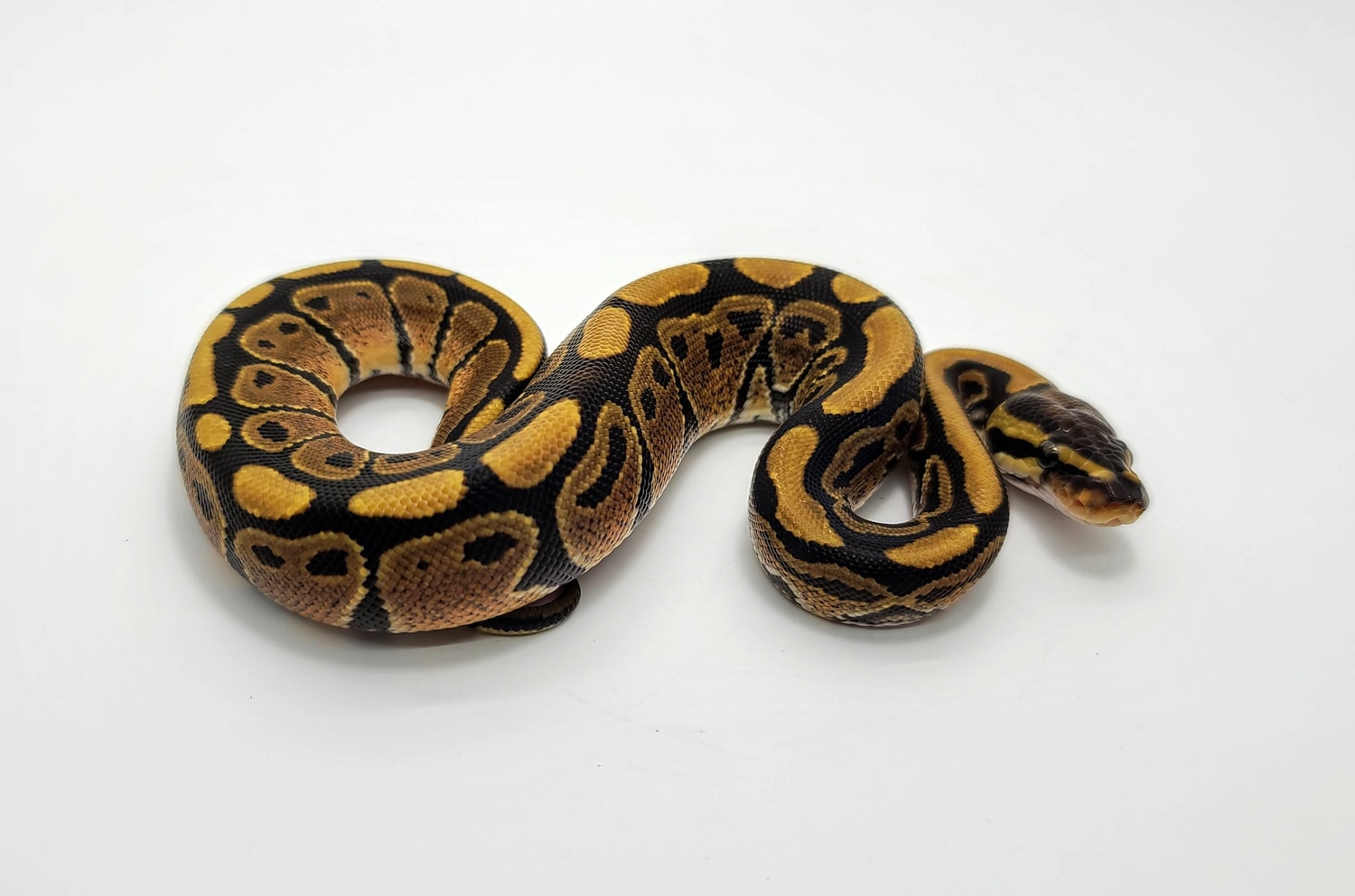 Specter Ball Python by Steve's Morphs - MorphMarket