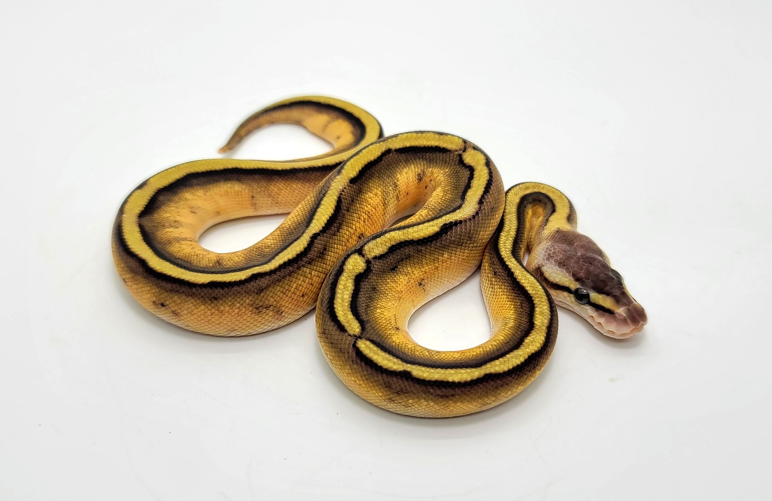 Pastel Genetic Stripe DH Desert Ghost Cryptic Ball Python by Steve's ...