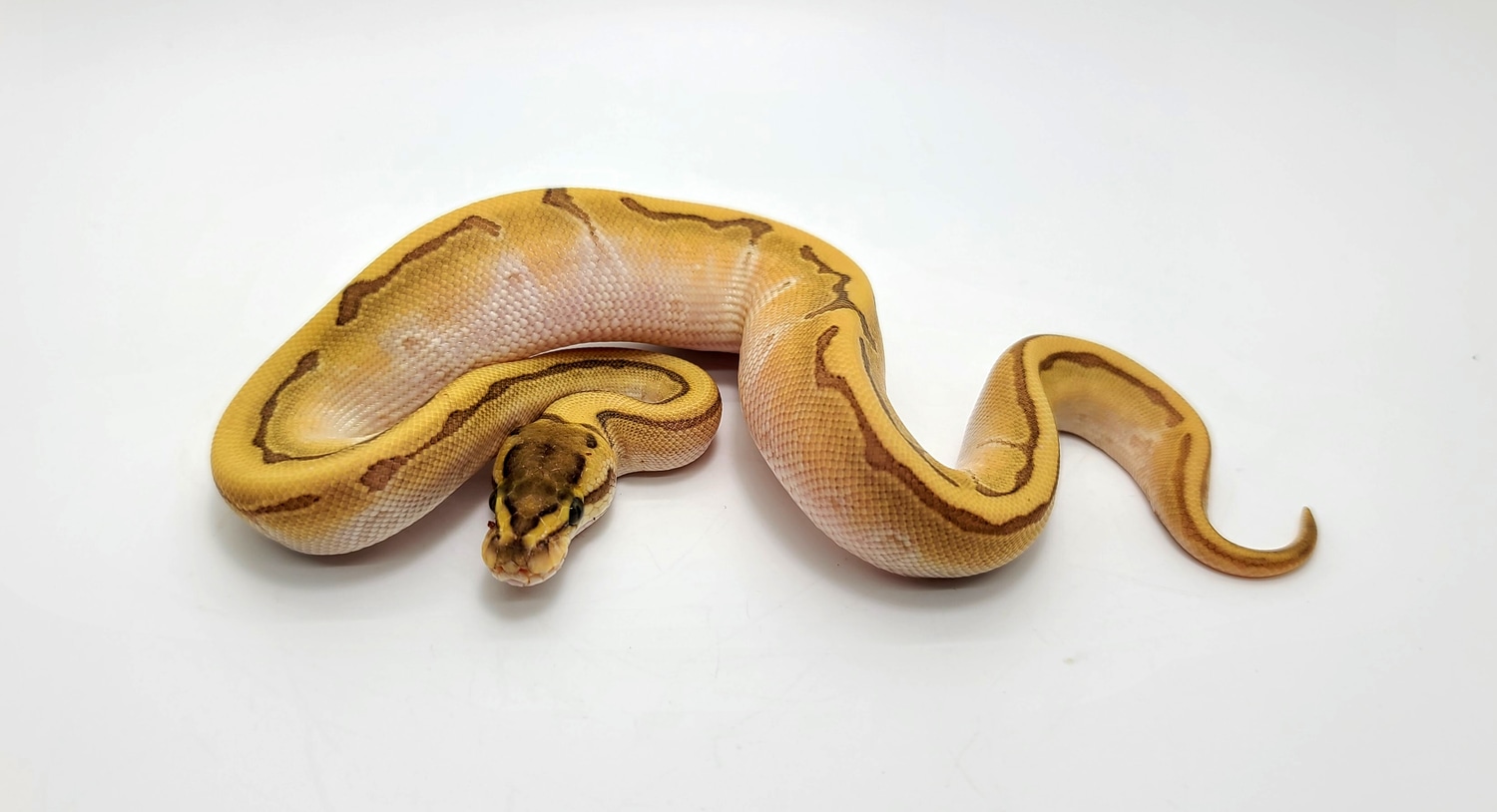Enchi Butter Fire Pinstripe Ball Python by Steve's Morphs - MorphMarket