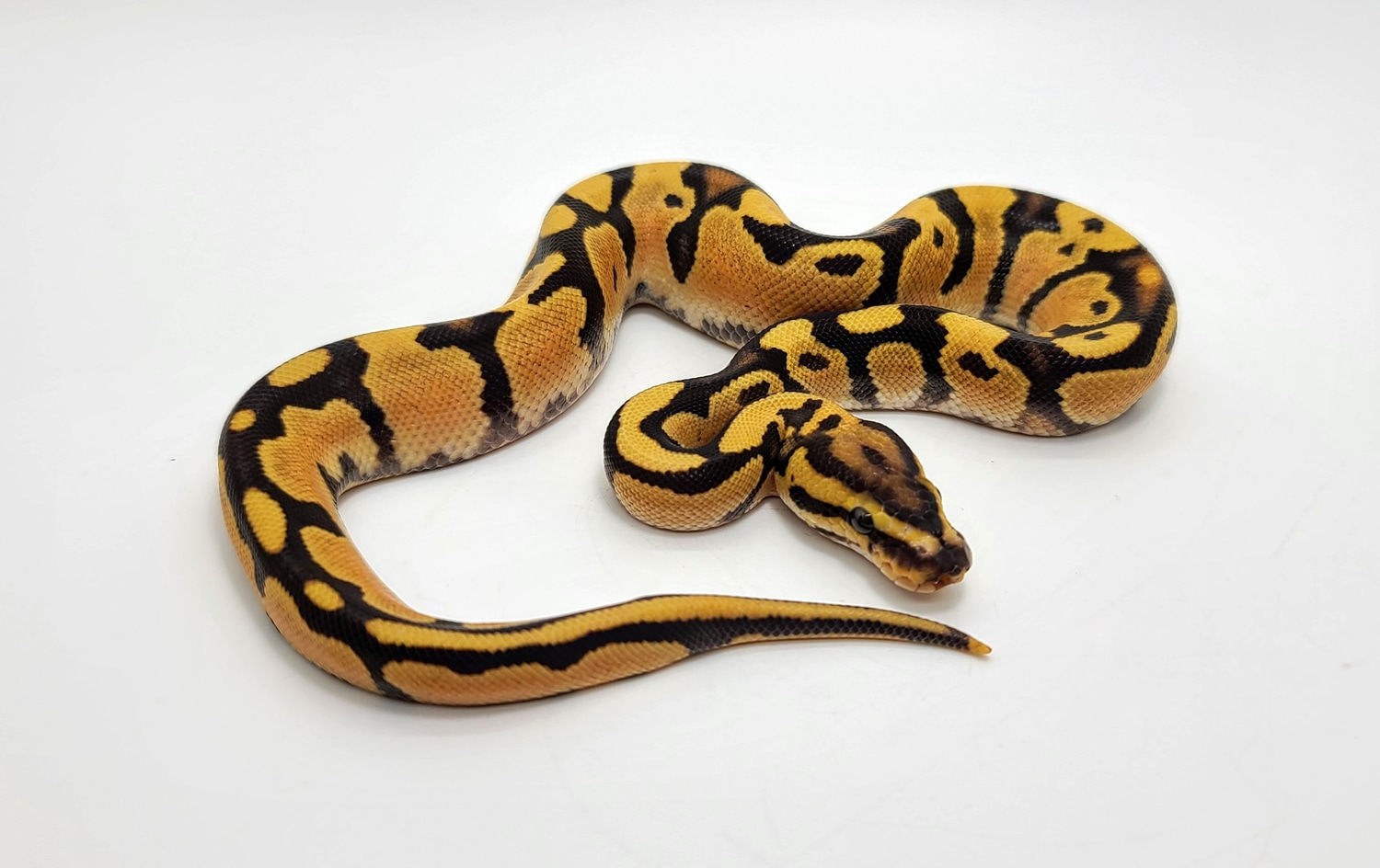 Orange Dream Fire YB Ball Python by Steve's Morphs - MorphMarket