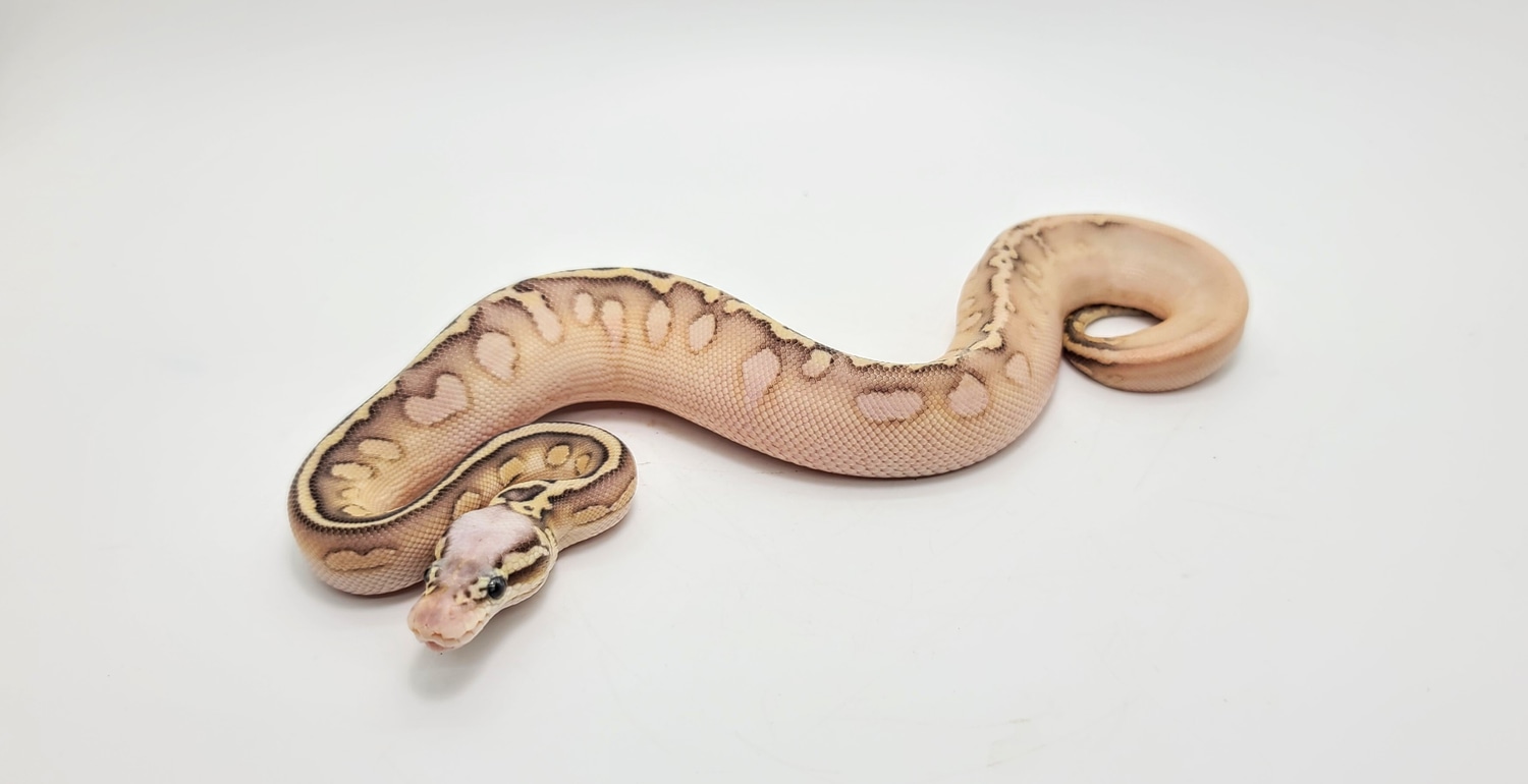 Super Pastel Butter Calico Ball Python by Steve's Morphs - MorphMarket