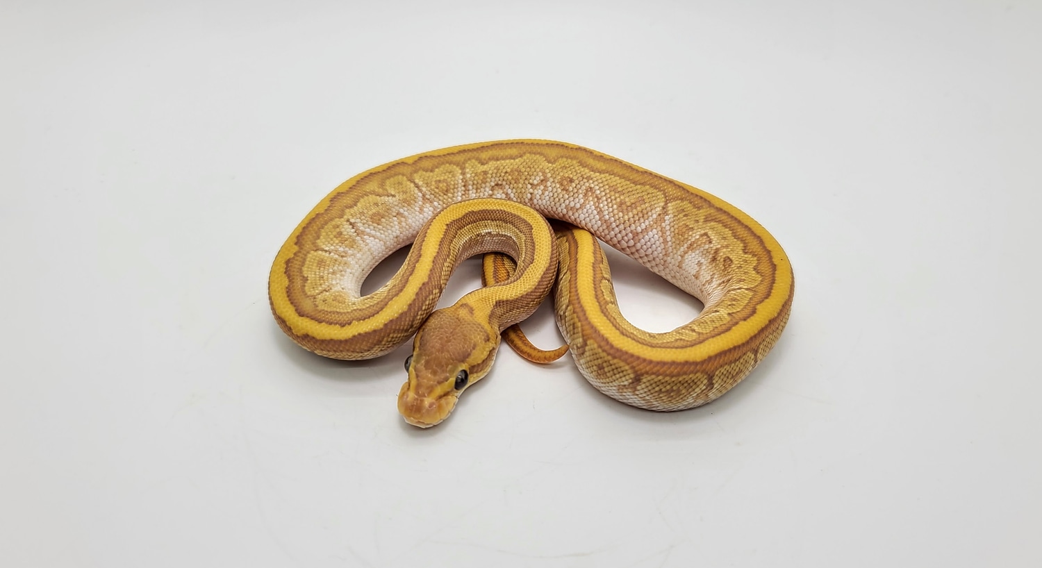 Pinstripe Mojave Ultramel Ball Python by Steve's Morphs - MorphMarket