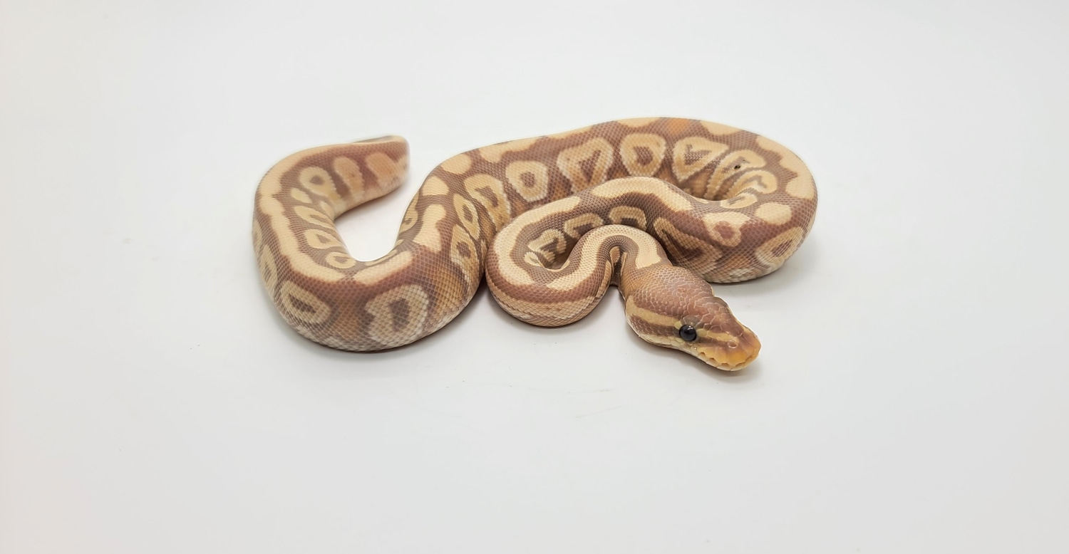 Banana Phantom Fire Specter Ball Python by Steve's Morphs - MorphMarket