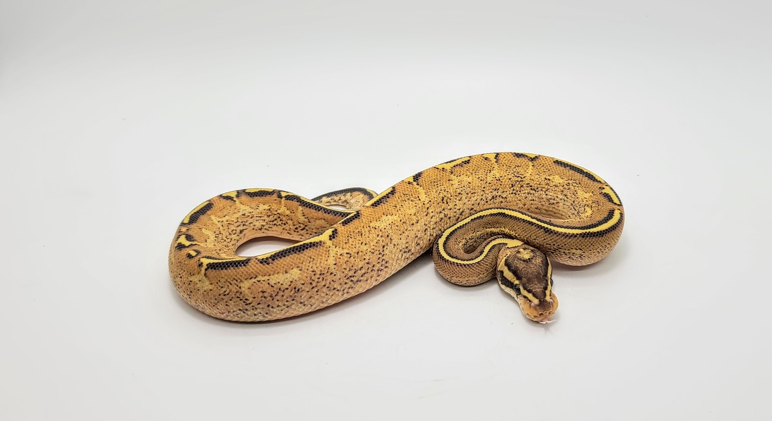 Gravel Spark Ball Python by Steve's Morphs - MorphMarket