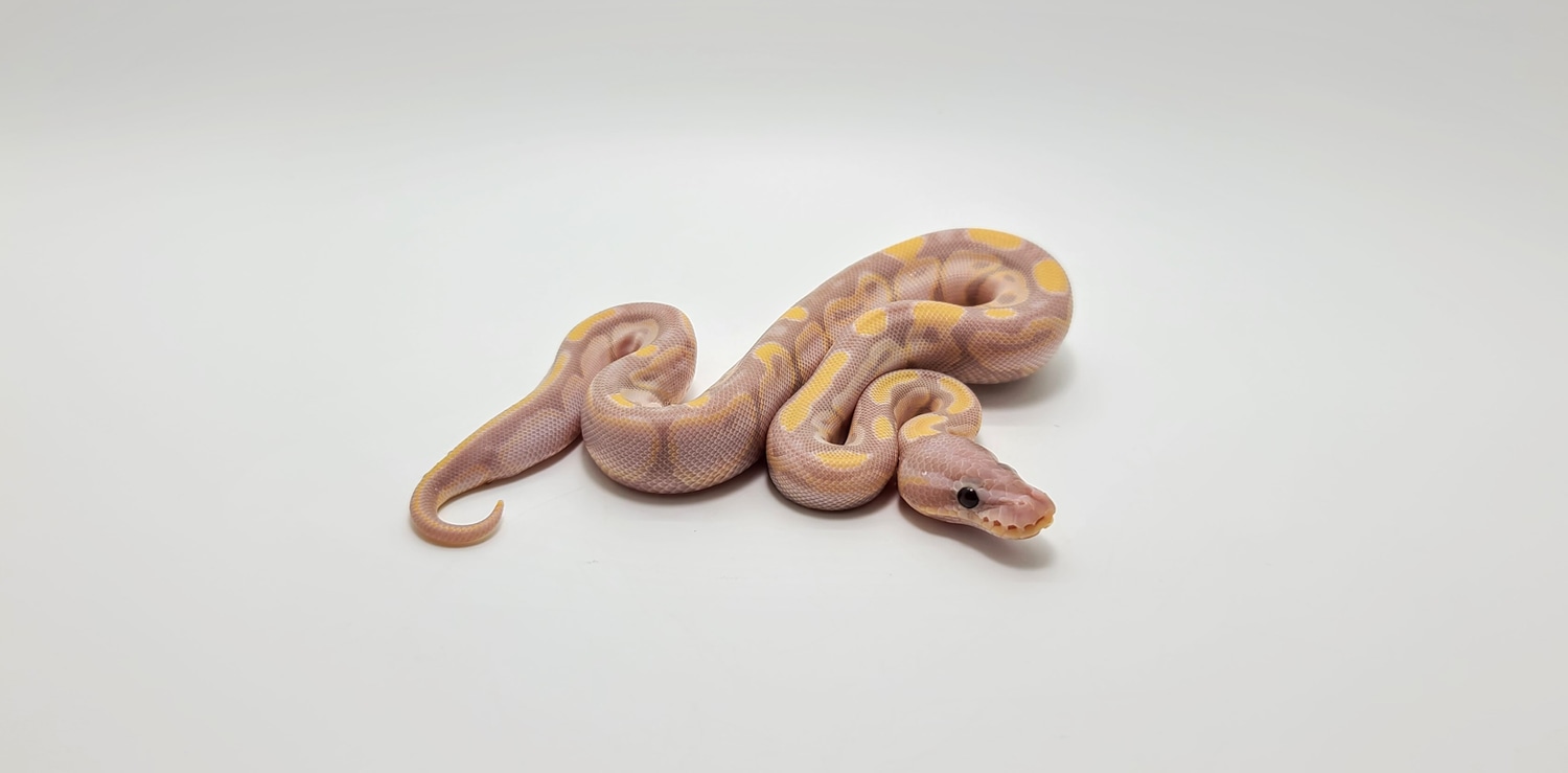 Super Banana Ball Python by Steve's Morphs - MorphMarket