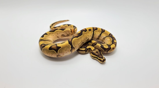 Fire Enchi Calico Ball Python by Steve's Morphs