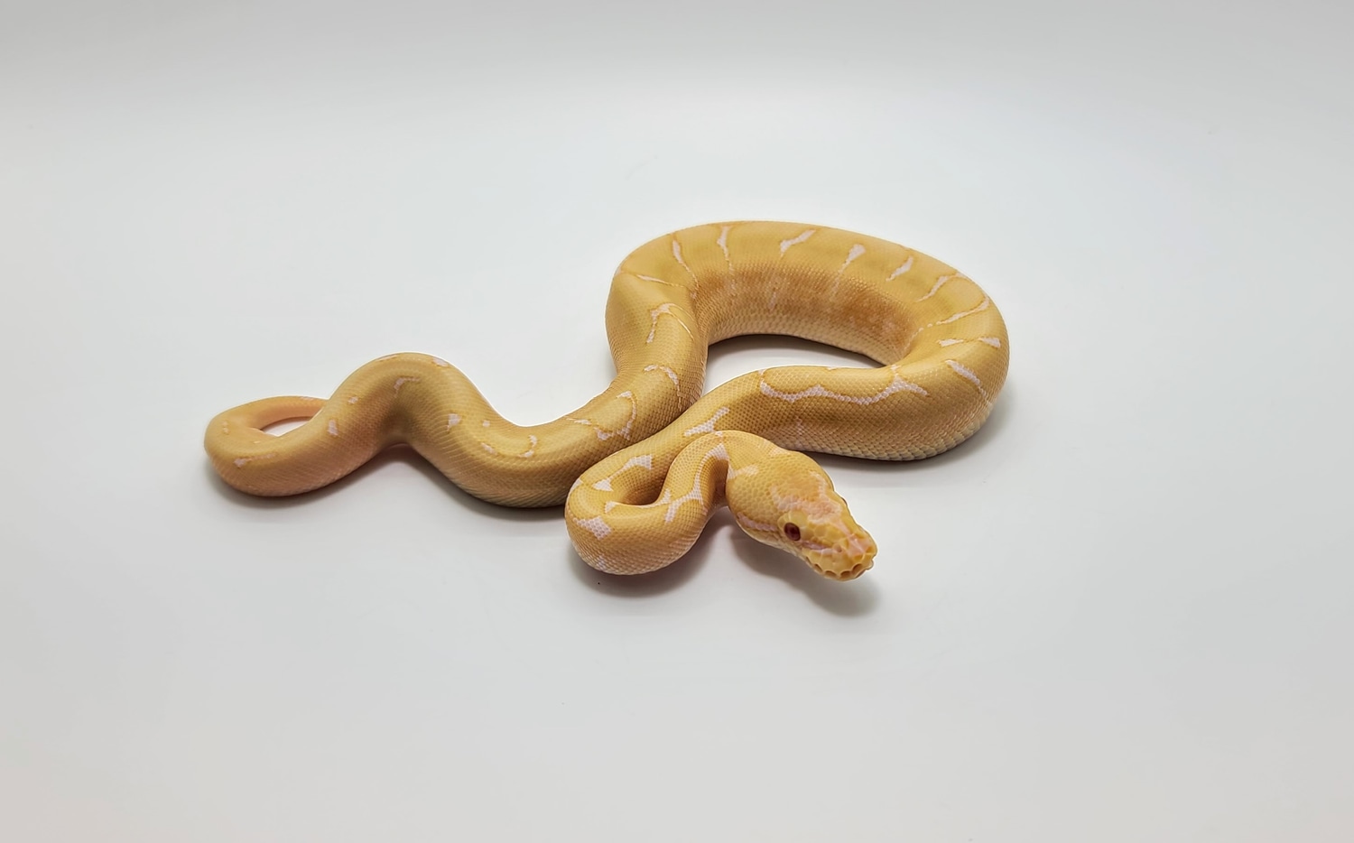 Enchi Spider Albino Ball Python by Steve's Morphs - MorphMarket