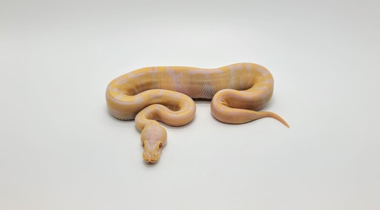 Pastel Candino Ball Python by Steve's Morphs