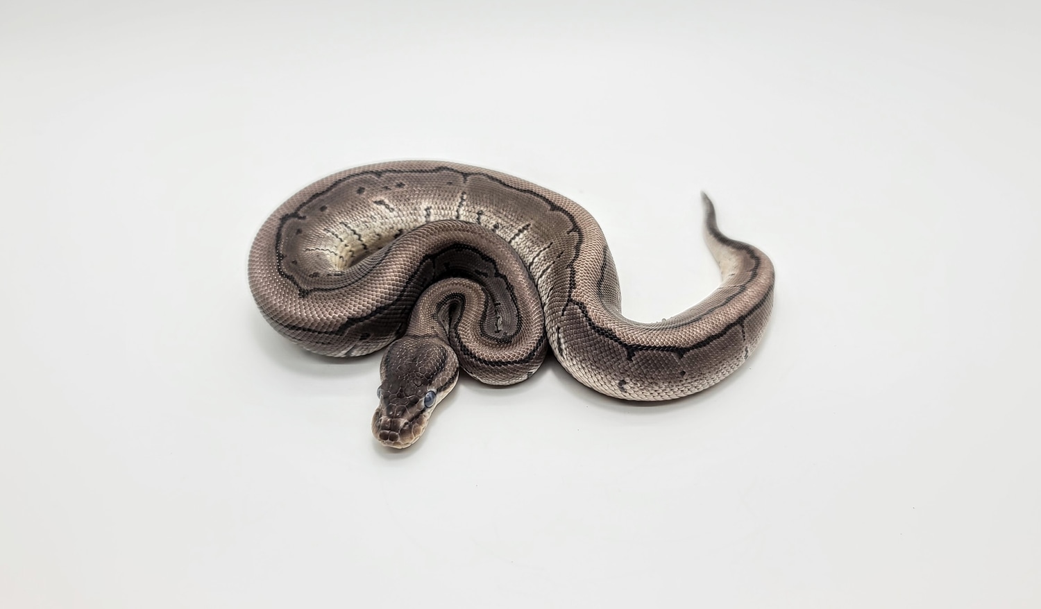 Pinstripe VPI Axanthic Ball Python by Steve's Morphs - MorphMarket