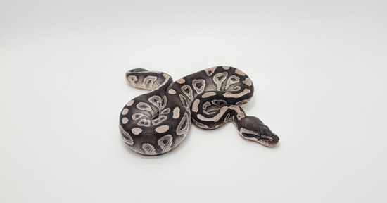 Mojave VPI Axanthic Ball Python by Steve's Morphs
