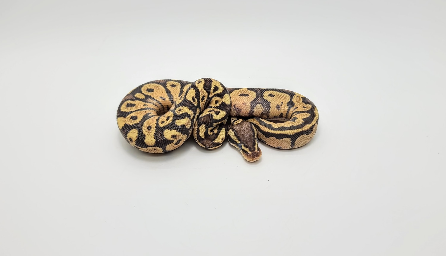 Firefly Het VPI Axanthic Ball Python by Steve's Morphs - MorphMarket