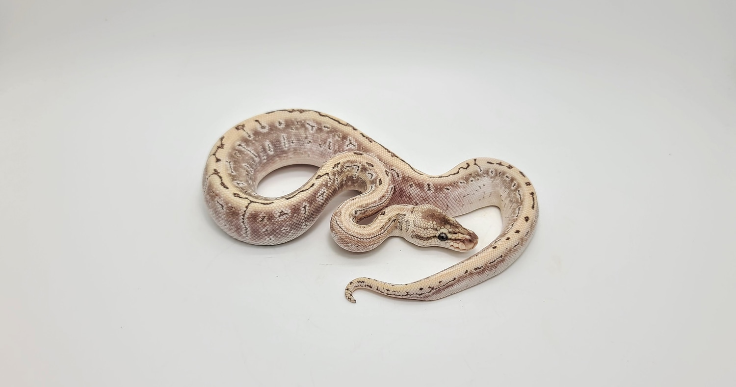 Bamboo Leopard Pinstripe Ball Python by Steve's Morphs - MorphMarket