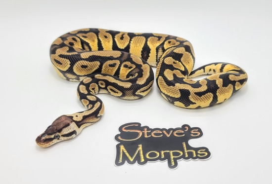 Pastel Crypton Het Clown Het Cryptic Ball Python by Steve's Morphs