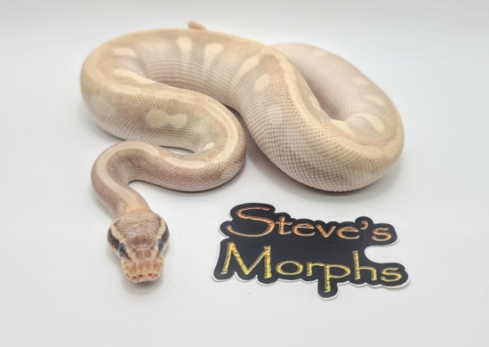 Pastel Enchi Mystic Potion Ball Python by Steve's Morphs