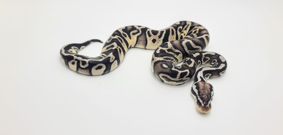 Pastel Leopard GHI TSK Axanthic Ball Python by Steve's Morphs
