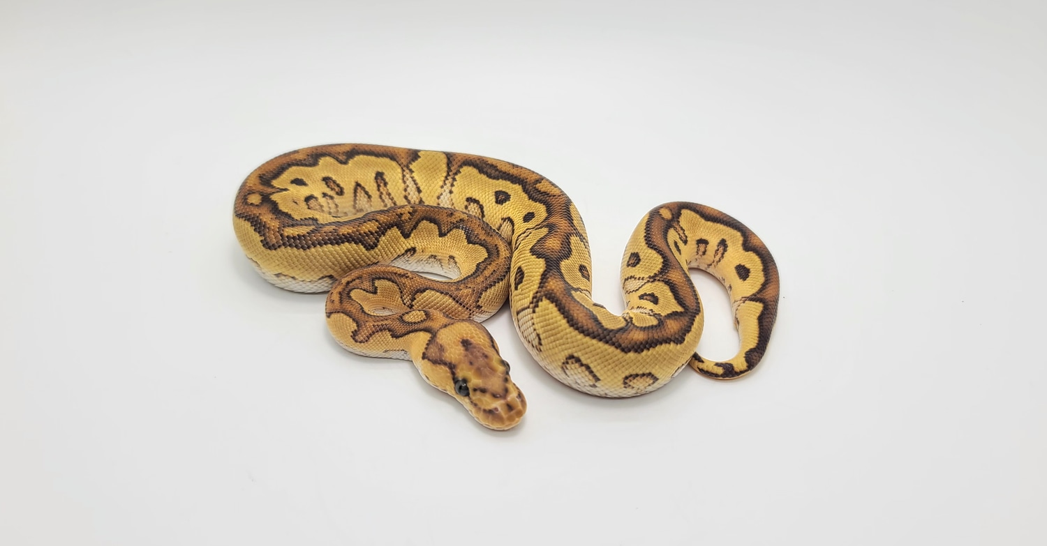 Russo Clown Het Hypo Ball Python by Steve's Morphs - MorphMarket