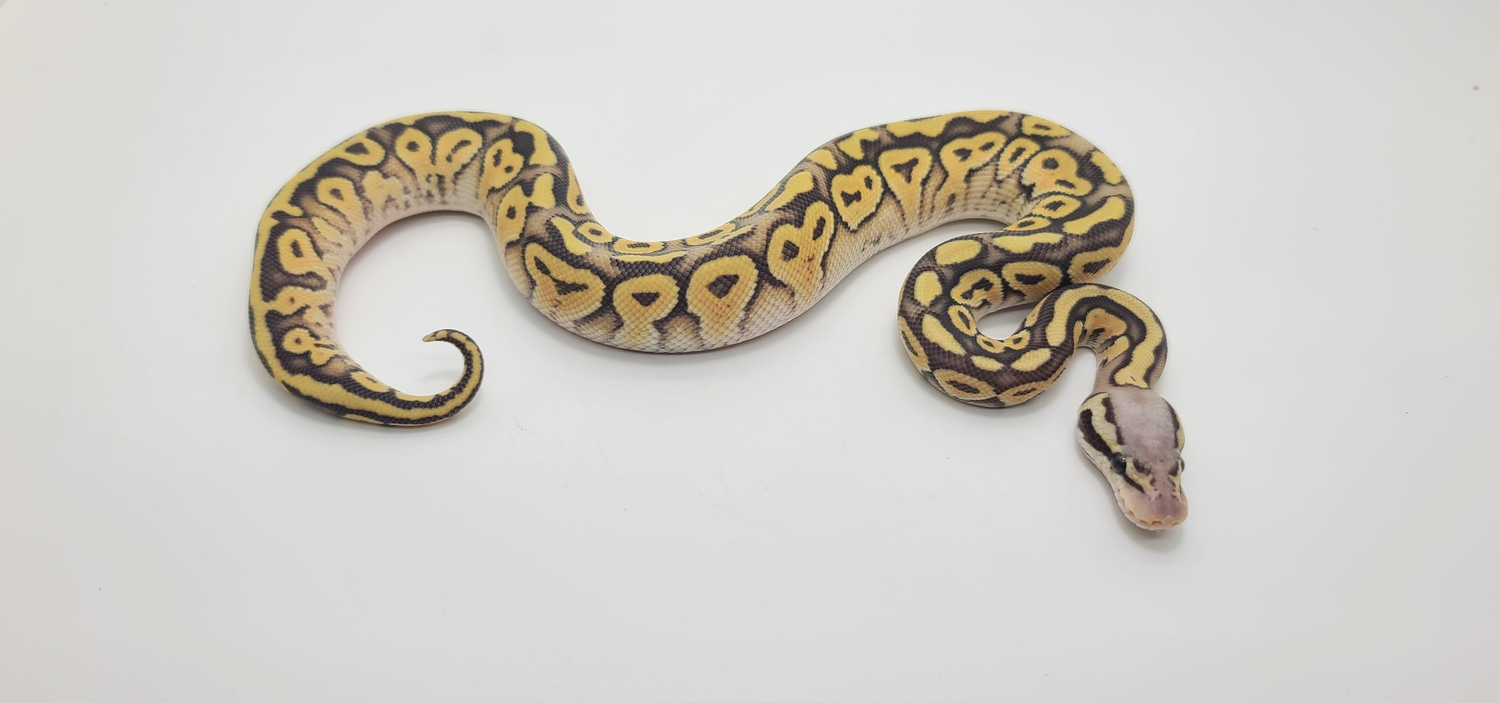 Russo Pastel Hypo Het Clown Ball Python by Steve's Morphs - MorphMarket