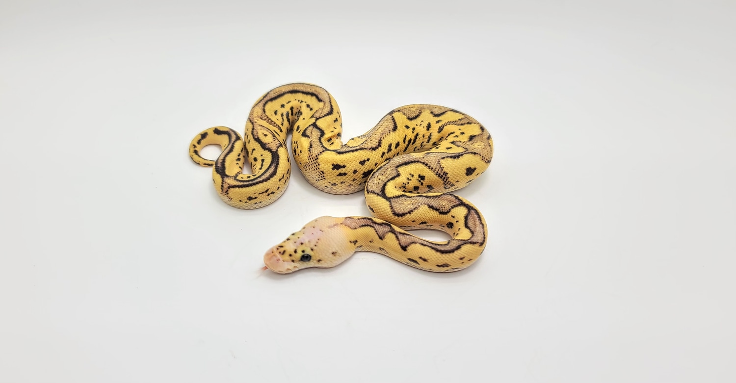 Pastel Fire YB Clown Ball Python by Steve's Morphs - MorphMarket