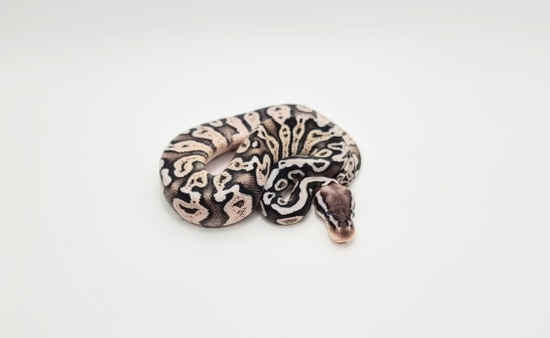 GHI Pastel TSK Axanthic Ball Python by Steve's Morphs