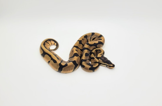 Acid Enchi Ball Python by Steve's Morphs