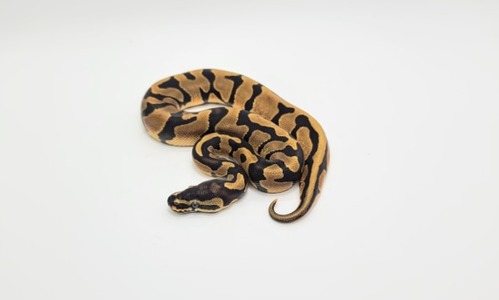 Acid Enchi Ball Python by Steve's Morphs