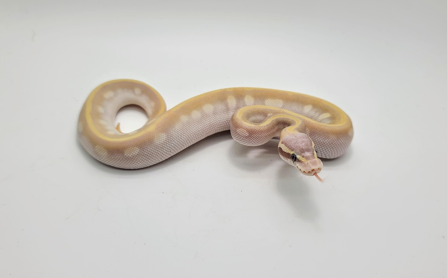 Pastel Enchi Mystic Potion Ball Python by Steve's Morphs - MorphMarket