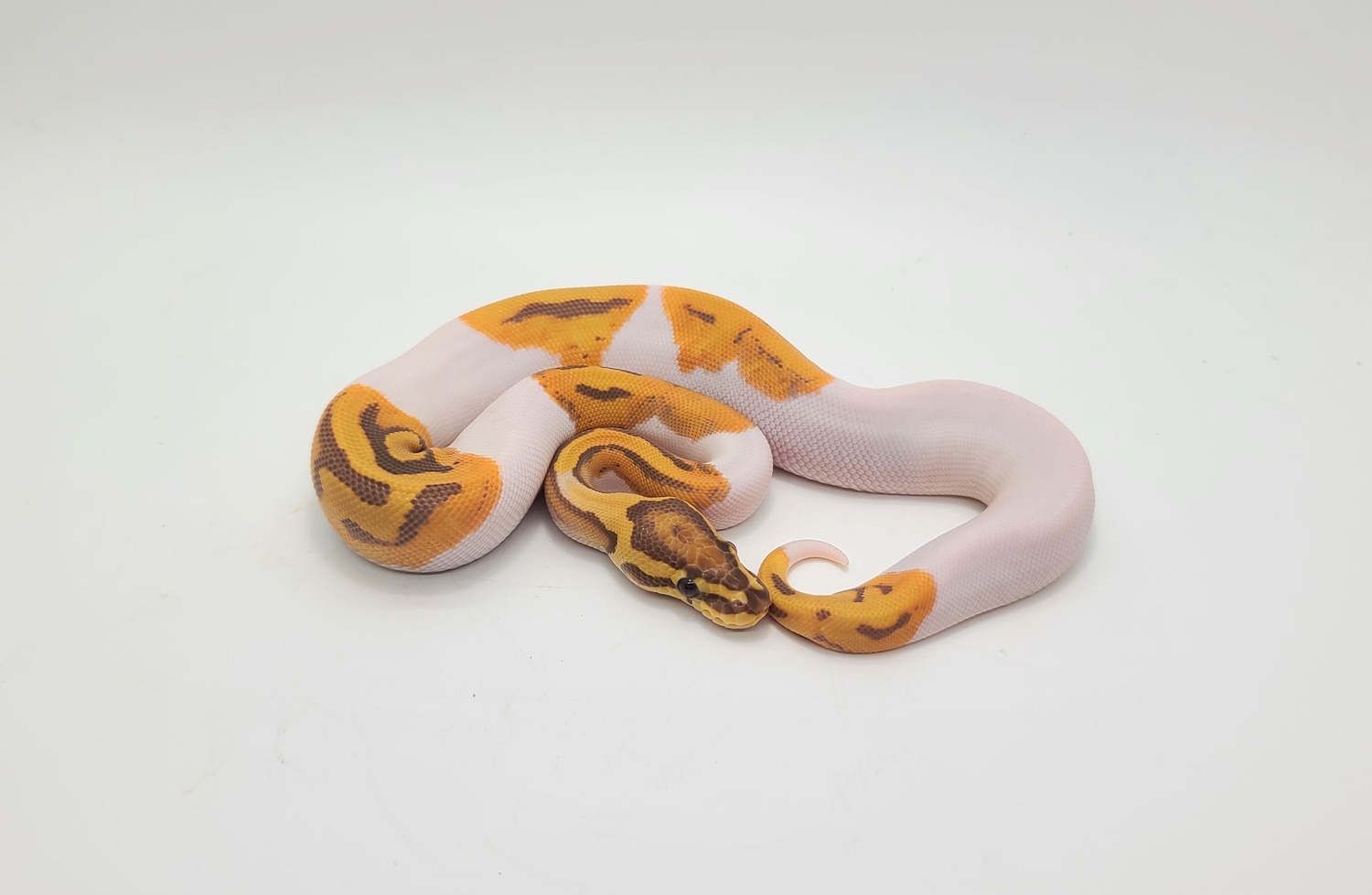 Ultramel Pied Ball Python by Steve's Morphs - MorphMarket