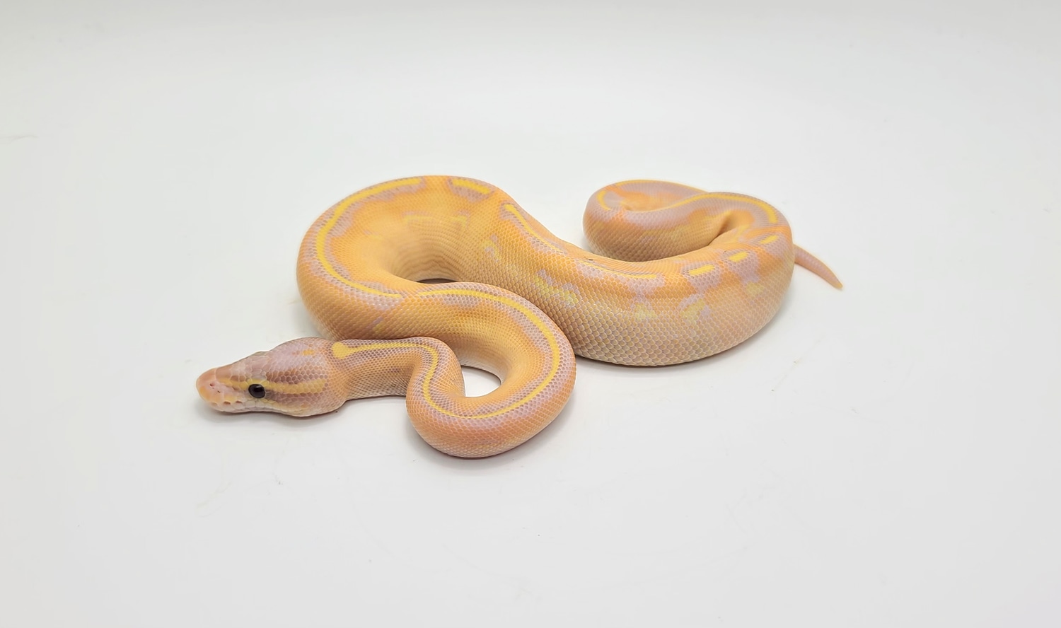Banana Fire Highway Ball Python by Steve's Morphs - MorphMarket