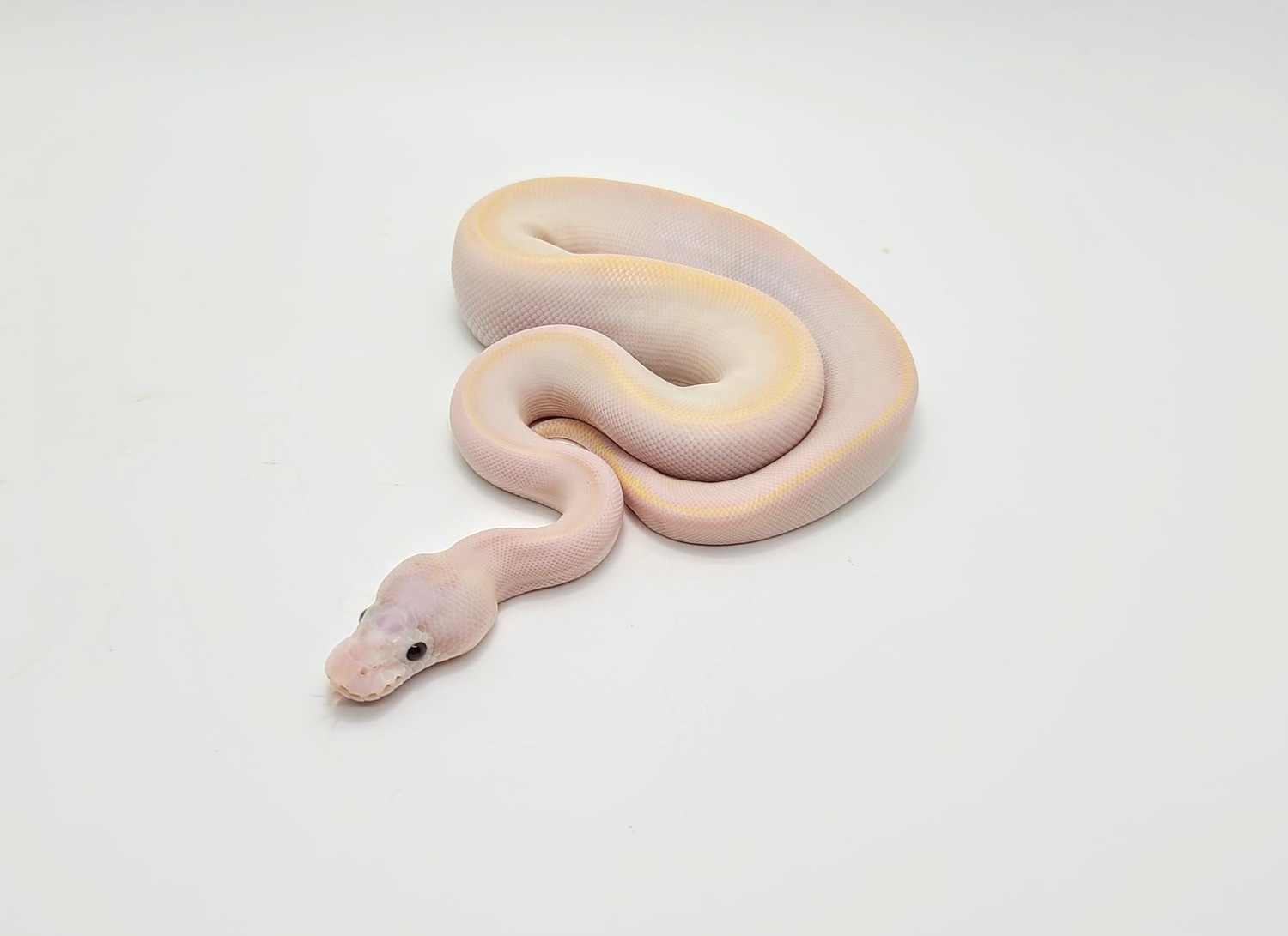 Fire Ivory Ball Python by Steve's Morphs - MorphMarket