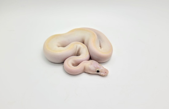 Fire Ivory Ball Python by Steve's Morphs