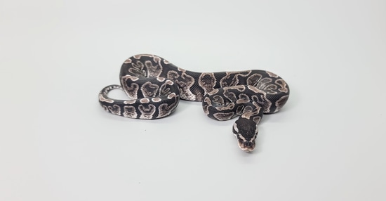 GHI TSK Axanthic Ball Python by Steve's Morphs