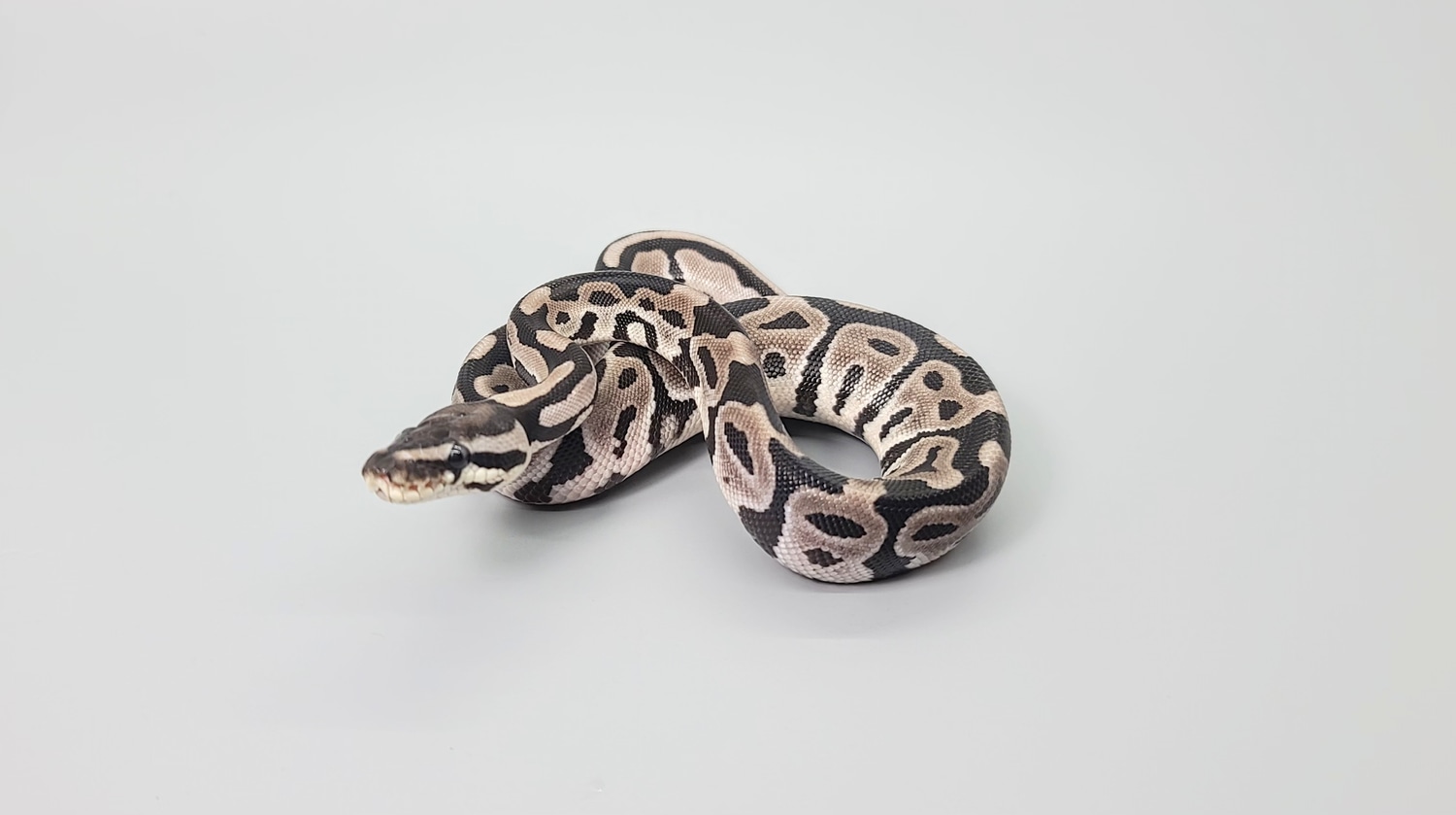 Leopard VPI Axanthic Ball Python by Steve's Morphs - MorphMarket
