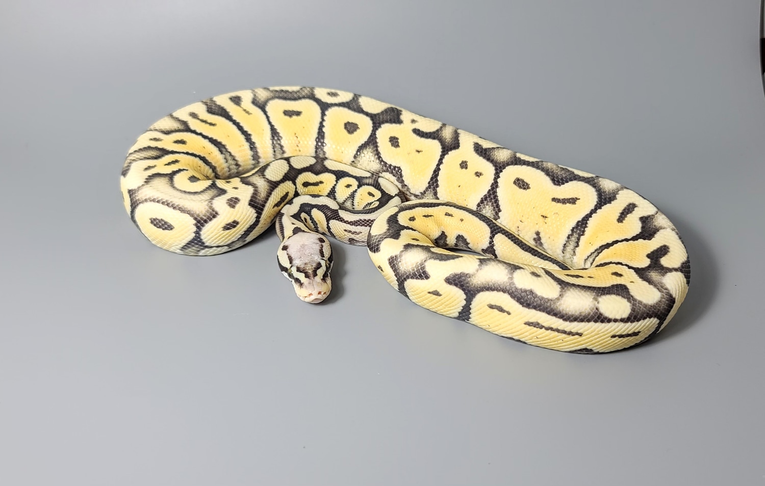 Super Pastel Desert Ghost Ball Python by Steve's Morphs - MorphMarket