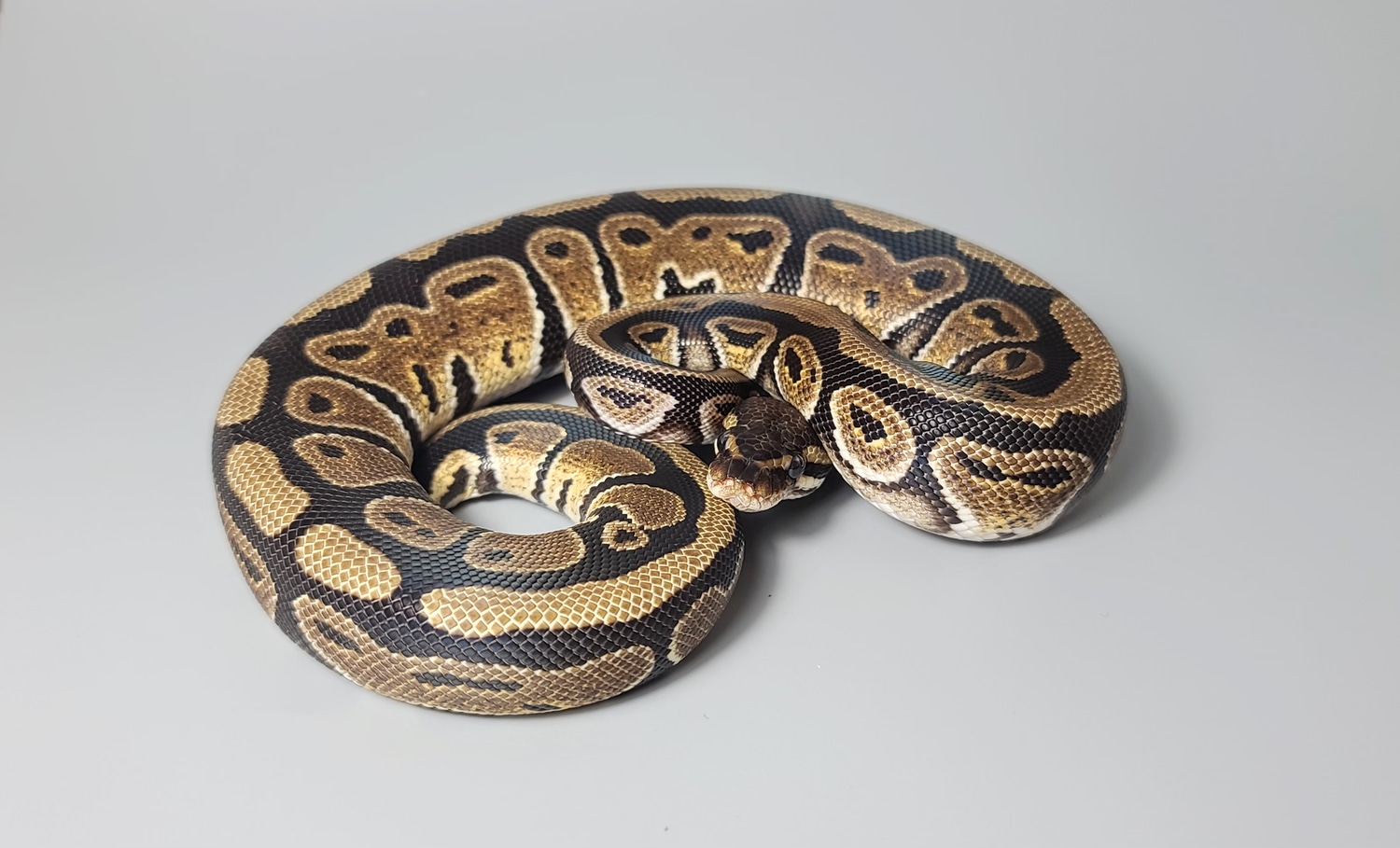 DH Desert Ghost Cryptic Ball Python by Steve's Morphs - MorphMarket