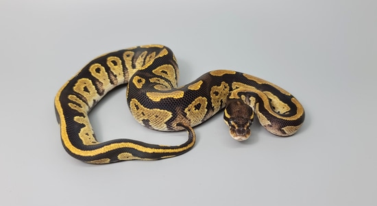 Black Head Fire Ball Python by Steve's Morphs