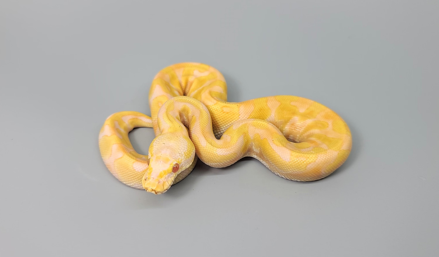 Enchi Mystic Candino Ball Python by Steve's Morphs - MorphMarket