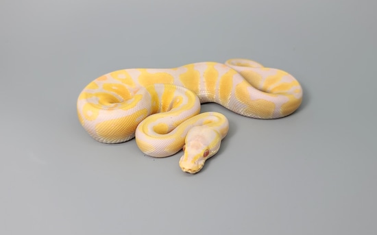 Pastel Candino Ball Python by Steve's Morphs