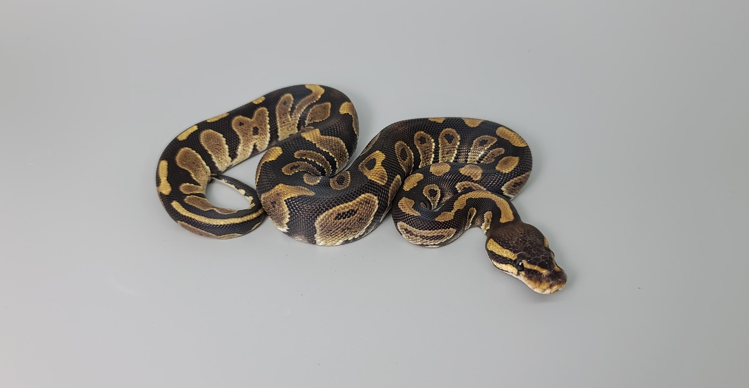 Chocolate DH Desert Ghost Hypo Ball Python by Steve's Morphs - MorphMarket