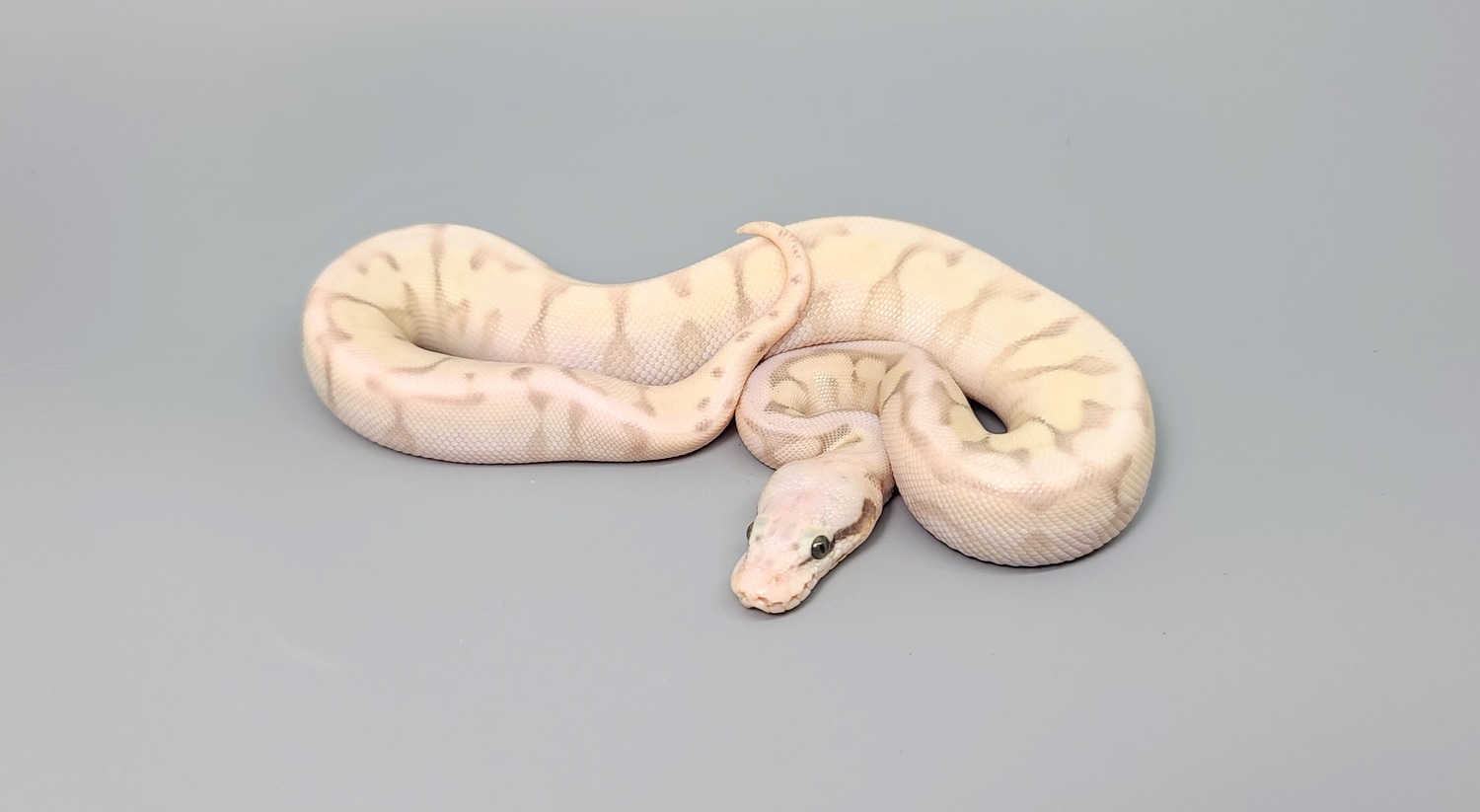 Super Pastel Enchi Butter Spider Desert Ghost Ball Python by Steve's ...