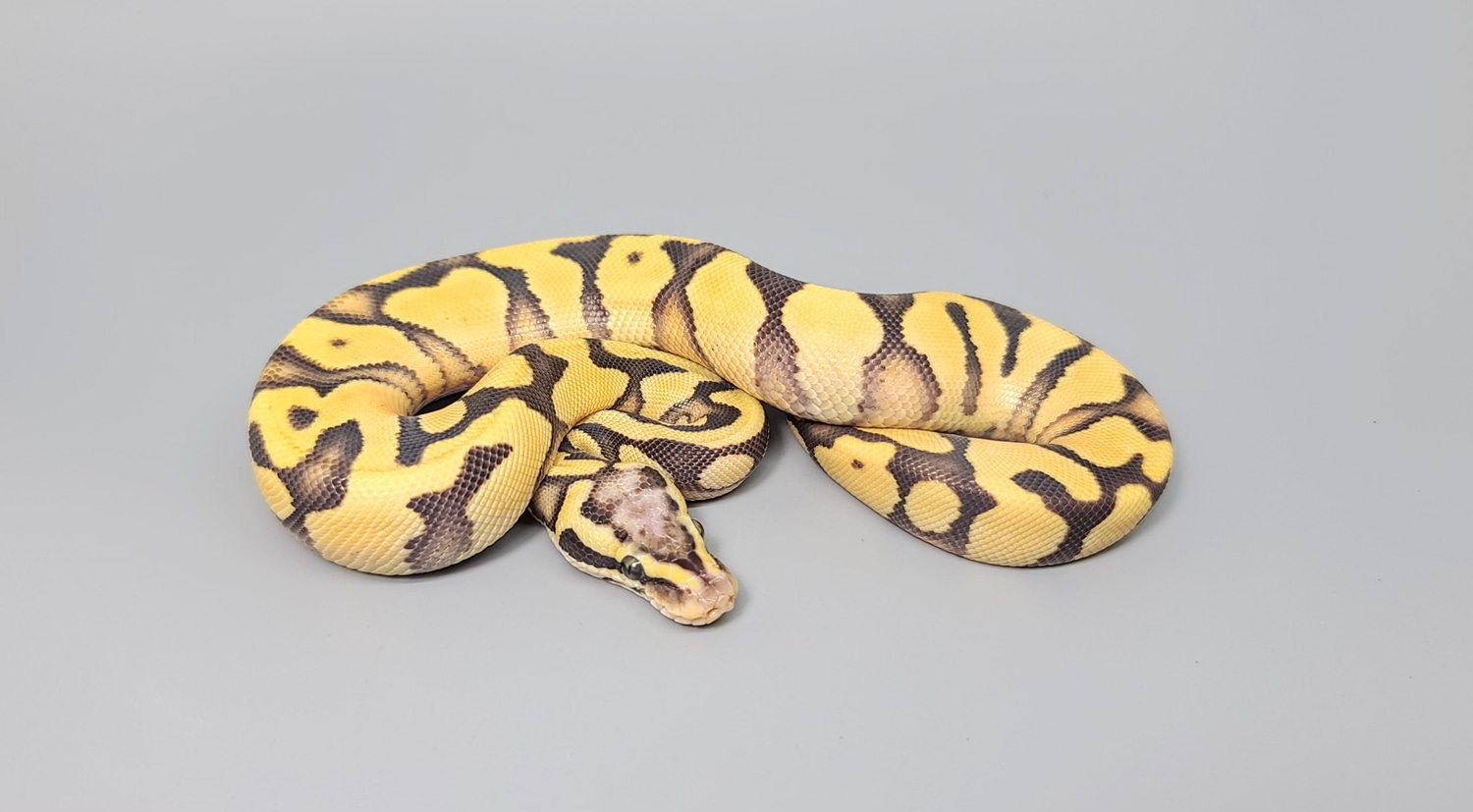 Pastel Enchi YB Desert Ghost Ball Python by Steve's Morphs - MorphMarket