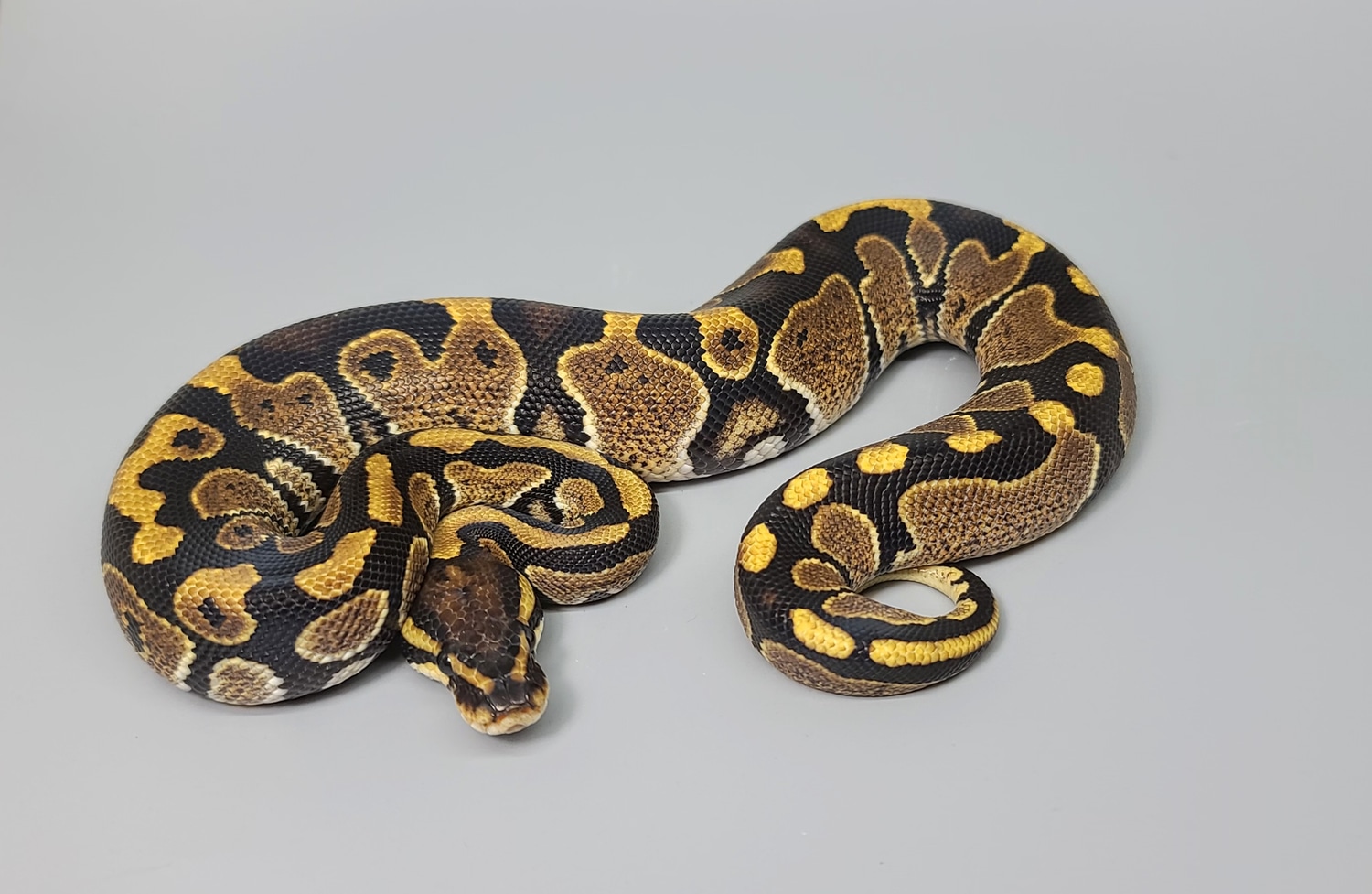 Het Zebra Ball Python by Steve's Morphs - MorphMarket