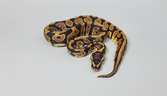 Confusion Het Clown Ball Python by Steve's Morphs