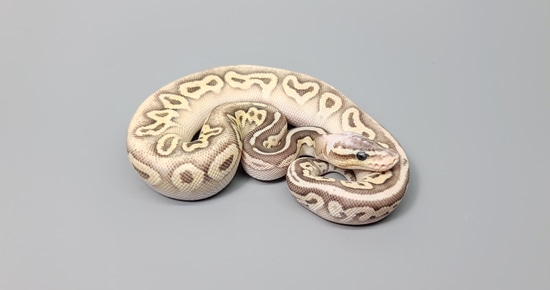 Lori Super Pastel Fire Mojave Orange Dream Ball Python by Steve's Morphs