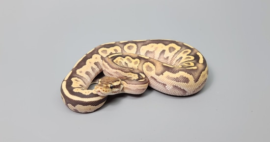 Lori Fire Mojave Orange Dream Ball Python by Steve's Morphs